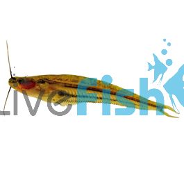 Striped Glass Catfish Kryptopterus macrocephalus Delivered to your door ...