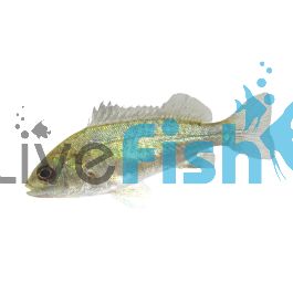 Jade Perch (2.5-3.5cm) "Delivered to your door in Australia''