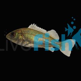 Jade Perch 5cm "Delivered to your door in Australia''