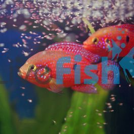 Red Forest Jewel 5cm "Delivered to your door in Australia''