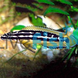 Julidochromis Transcriptus 3cm "Delivered to your door in Australia''
