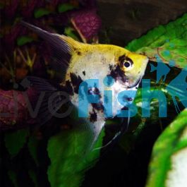Koi Angel Fish Delivered to your door in Australia