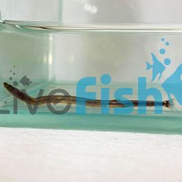 Kuhlii Loach - Neon 6cm "Delivered to your door in Australia''