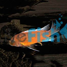 Labeo Trewavasae Chilumba Red 3.5cm "Delivered to your door in Australia''