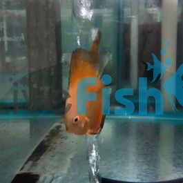 Lemon Discus 5cm 'Delivered to your door in Australia'