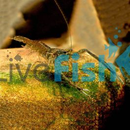 Long Armed Freshwater Shrimp 5cm "Delivered to your door in Australia''