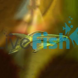 Longfin Leopard Danio 4cm "Delivered to your door in Australia''