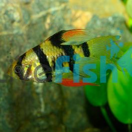 Longfin Tiger Barb 3cm "Delivered to your door in Australia''