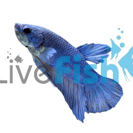 Male Betta Plakat Blue Steel Mask 4cm "Delivered to your door in ...