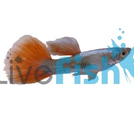 Male Santa Clause Guppy 3.5cm "Delivered to your door in Australia''