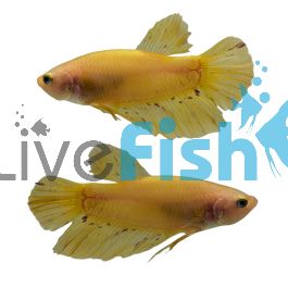 Male Shortfin Yellow Vanda Betta 5cm "Delivered to your door in Australia''