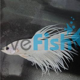 Male White Crowntail Betta 6cm "Delivered to your door in Australia''