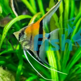 Manacapuru Angelfish 4.5cm "Delivered to your door in Australia''