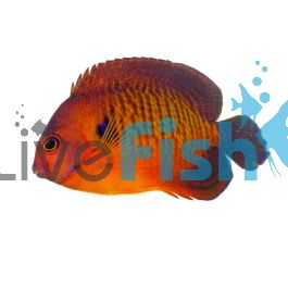 Mango Angelfish SML "Delivered to your door in Australia"