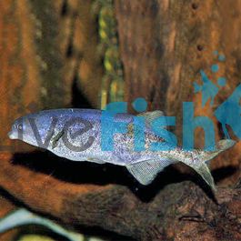 Freshwater Dolphin Nigeria - Wild Caught 8cm "Delivered to your door in ...