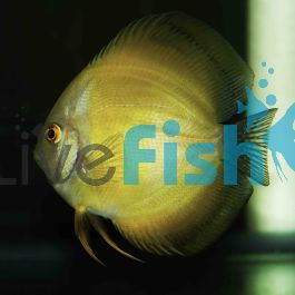 Marlboro Yellow Discus 12cm