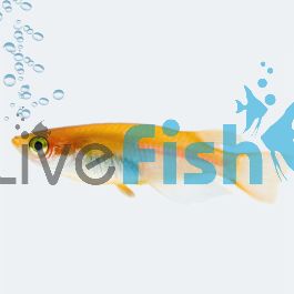 Medaka Golden 3cm Oryzias latipes delivered to your door