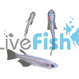 Medaka White Super Miyuki 3cm "Delivered to your door in Australia''