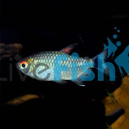Red Eye Tetra - Lamp Eye 3.5cm "Delivered to your door in Australia''