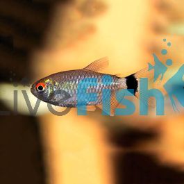 Red Eye Tetra - Lamp Eye 3cm "Delivered to your door in Australia''