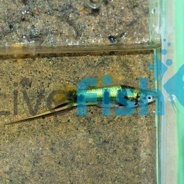 MONTEZUMAE SWORDTAIL 5cm Xiphophorus helleri montezumae