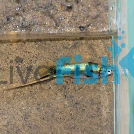 MONTEZUMAE SWORDTAIL Xiphophorus helleri montezumae delivered to your ...