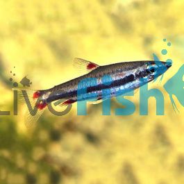 THREE LINED PENCILFISH Nannostomus trifasciatus Delivered to your door