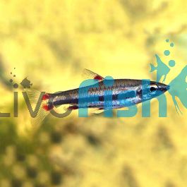 Three Lined Pencilfish 3cm "Delivered to your door in Australia''
