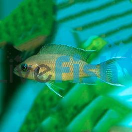 Princess Cichlid 7cm "Delivered to your door in Australia''
