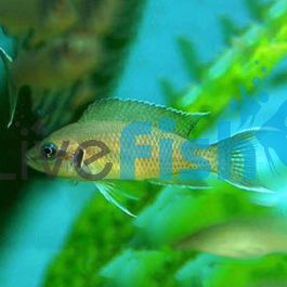 Princess Cichlid 4cm 'Delivered to your door in Australia