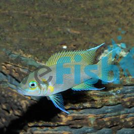 Daffodil Princess Cichlid 3.5cm"Delivered to your door in Australia''