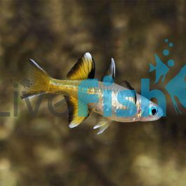 Pacific Blue Eye 3cm "Delivered to your door in Australia''