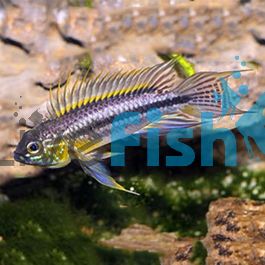 Pair Apisto. Bitaeniata Red Back - Select 4cm "Delivered to your door ...