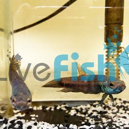 Male Betta Compuncta Orini 5cm "Delivered to your door in Australia''