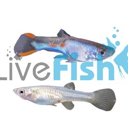 Pair Endler Silverado - Guppy 2cm