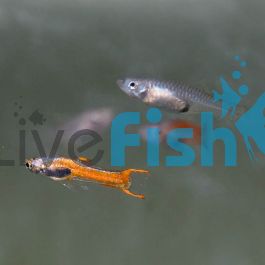 Pair Red Chili Endler Guppy 2cm "Delivered to your door in Australia''