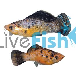 Pair S.F Red Leopard Molly 6cm "Delivered to your door in Australia''