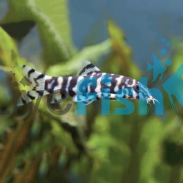 Pakistani Reticulate Loach 3cm Delivered to your door in Australia