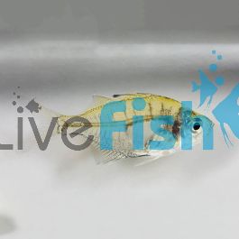 Glass Fish Indian Parambassis ranga 2cm 'Delivered to your door in ...