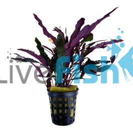 Dragons Flame Pot "Delivered to your door in Australia''