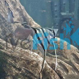 Peruensis Altum Angel Fish 4cm "Delivered to your door in Australia''