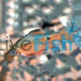 Male Rosy Barb 4cm "Delivered to your door in Australia''