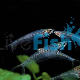 Phantom Glass Catfish 7cm "Delivered to your door in Australia''