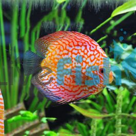Pigeon Checkerboard Discus 5cm "Delivered to your door in Australia''
