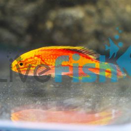 Pintail Fairy Wrasse MED "Delivered to your door in Australia''