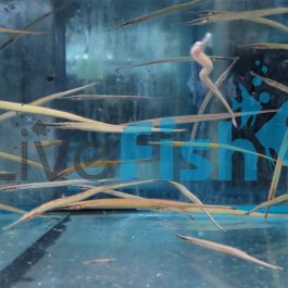 Pipefish - Freshwater Short Snout 10cm "Delivered to your door in ...