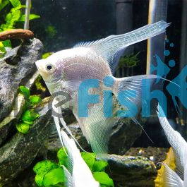 Platinum Angel Fish 6m "Delivered to your door in Australia''