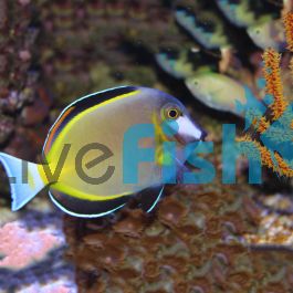 Powder Black Tang MED "Delivered to your door in Australia''