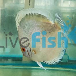 Powder Blue Discus 9cm "Delivered to your door in Australia''