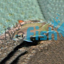 Princess Cichlid 3.5cm "Delivered to your door in Australia''
